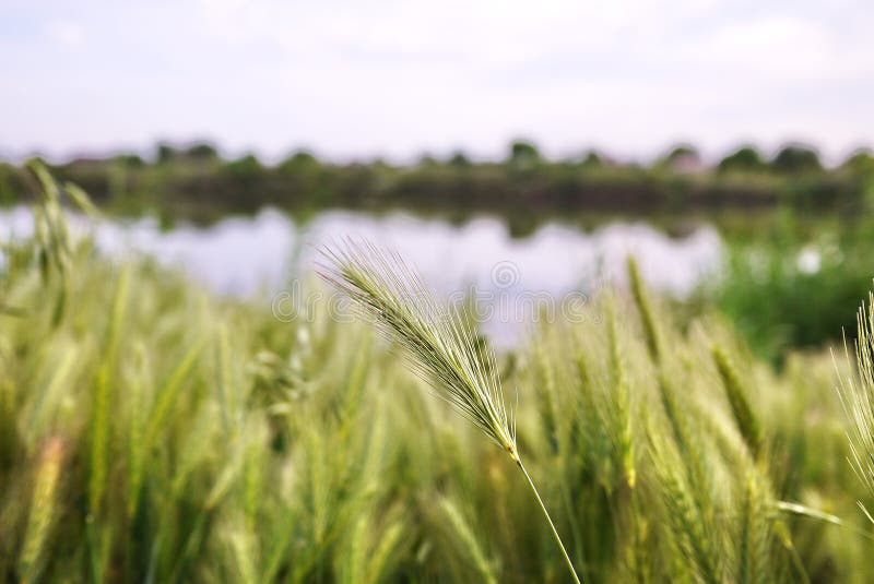 Grass Grows on the River Bank. Details and Close-up Stock Photo - Image ...