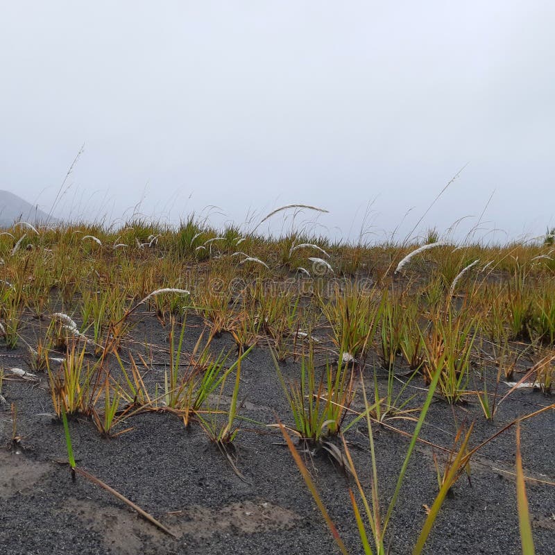 Grass Grows on the Sand Near the Mountain Stock Image - Image of ...