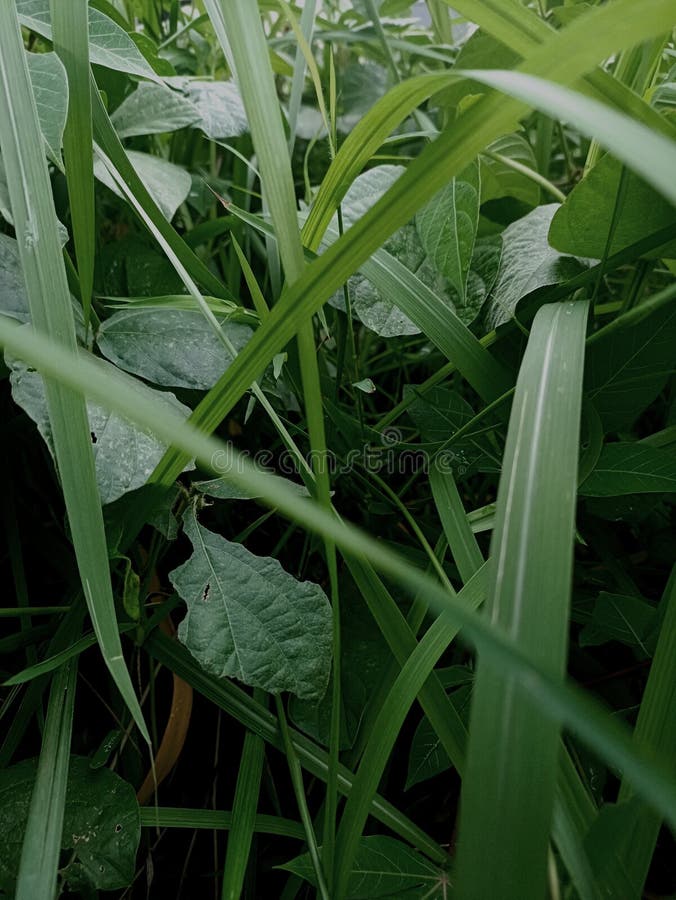 Grass that Grows on the Side of a Dense Road Stock Image - Image of ...