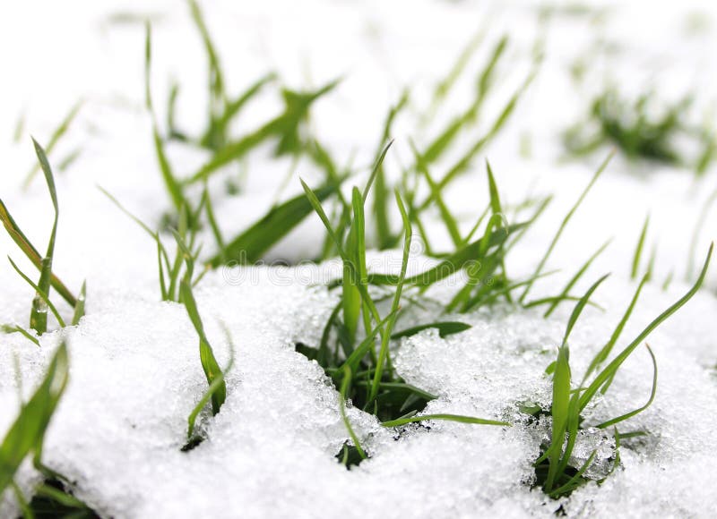 Grass in the snow stock photo. Image of freshness, winter - 30232434