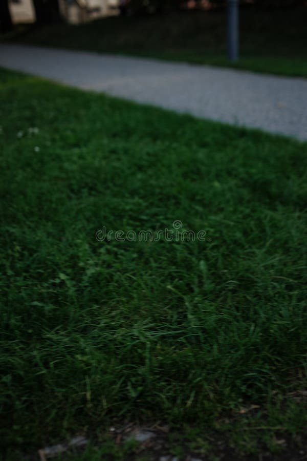 Grass Grows Vibrantly Alongside a Gravel Path Stock Image - Image of ...