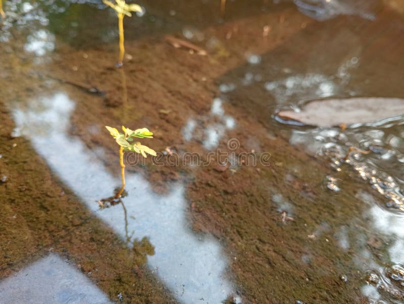 Grass Grows in Waterlogged Soil ? Stock Photo - Image of waterlogged ...