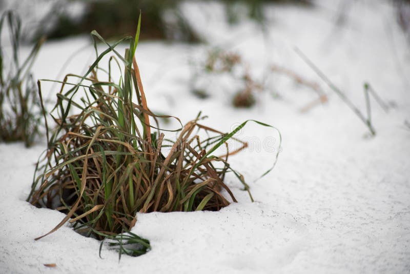 Grass Grows through White Snow Stock Image - Image of natural, closeup ...