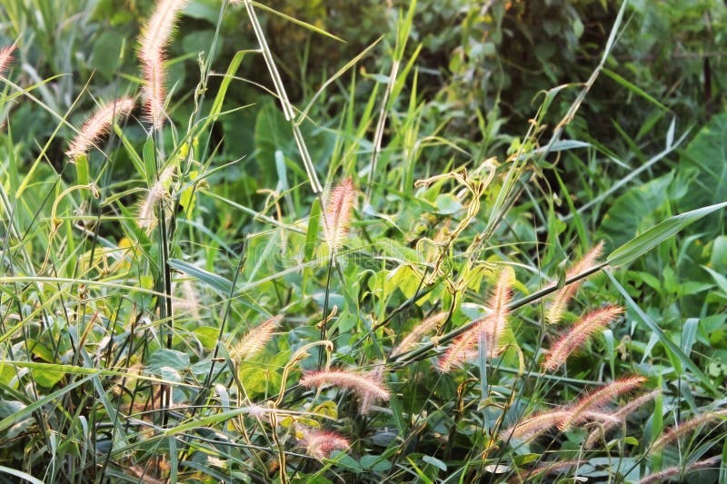 Grass that Grows Wild on the Side of the Road Stock Photo - Image of ...