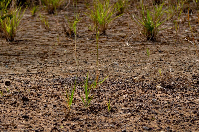 The Grass Growth on Dried Wasteland Stock Image - Image of nature ...