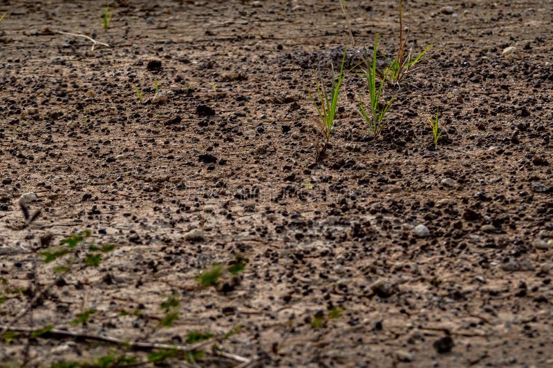 The Grass Growth on Dried Wasteland Along the Road Stock Photo - Image ...