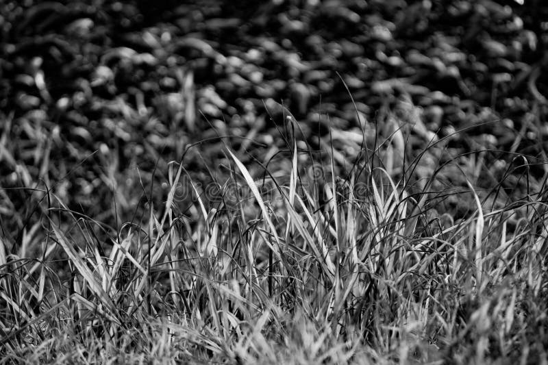 Grass Growth on Dried Wasteland Along the Road in Black and White Stock ...