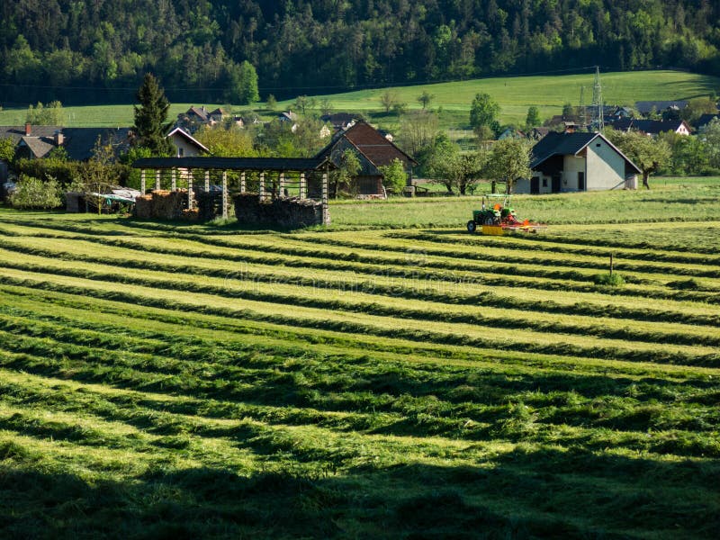 Grass Harvesting on a Springtime Afternoon Stock Photo - Image of plant ...