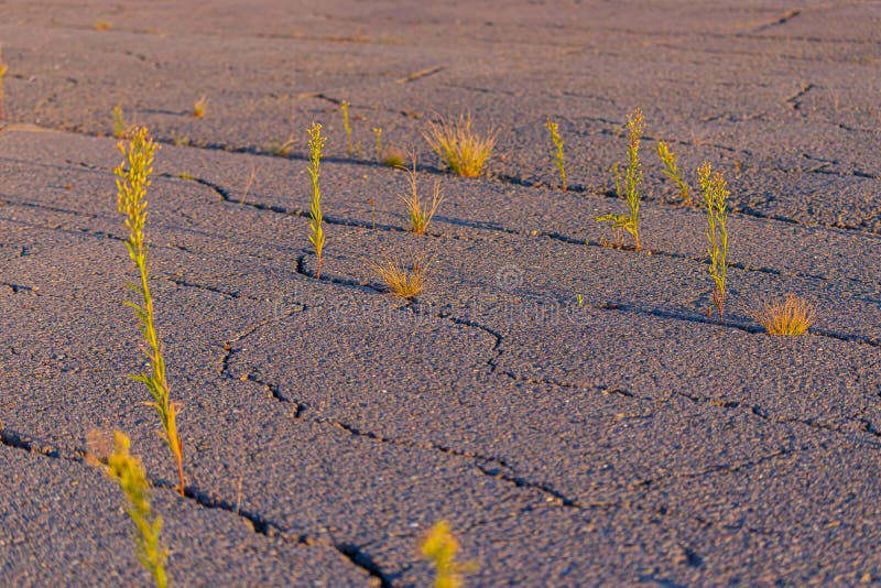 Grass that Has Broken through the Asphalt Grows on Its Surface Stock ...