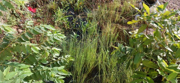 The Grass Has Grown Tall in the Yard Stock Photo - Image of yard, grown ...