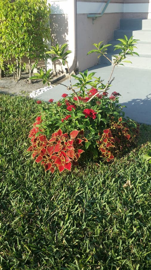 Green over red stock image. Image of plant, green, grass - 117277779