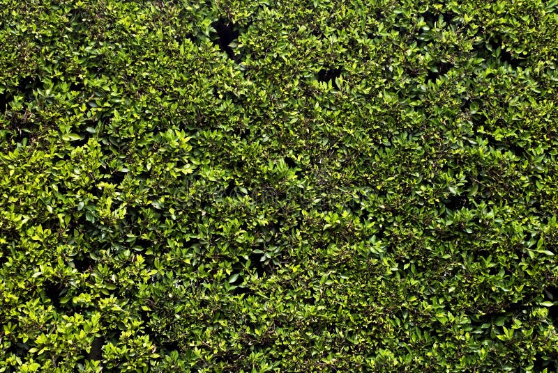 Grass hedge stock image. Image of growth, flora, greenery - 76484325