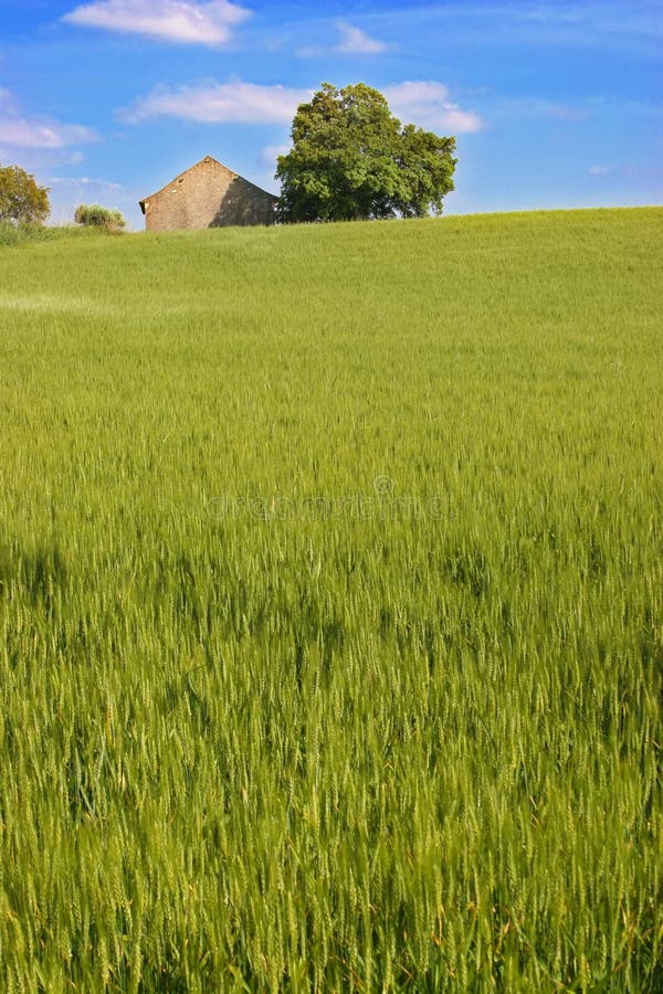 Grass hill in the moss. stock photo. Image of heat, area - 233824042