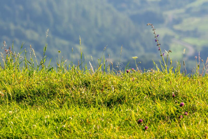 Grass on hillside edge stock image. Image of closeup - 46640729