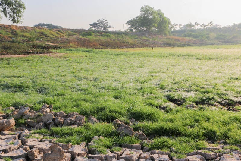 The Grass Hit the Golden Sunlight in the Morning Stock Photo - Image of ...