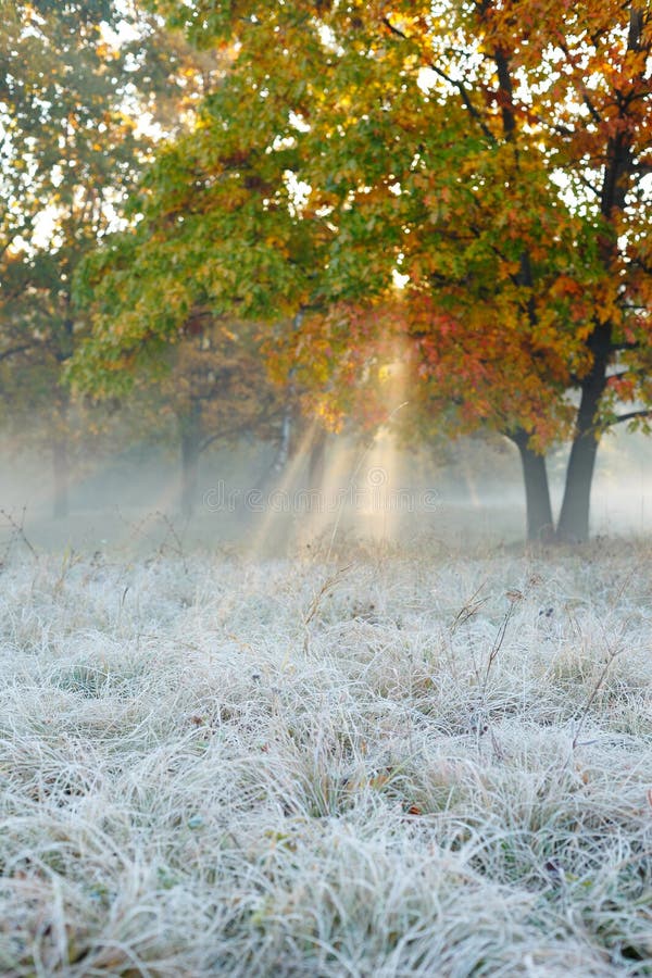 Grass in hoarfrost and oak stock photo. Image of sunrise - 46870612