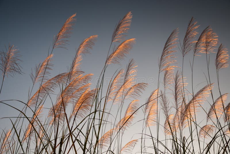 Grass of hope stock photo. Image of grass, arrangement - 71396840
