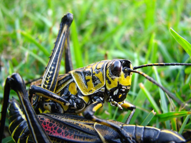 Grass hopper stock photo. Image of locust, macro, brown - 1130946