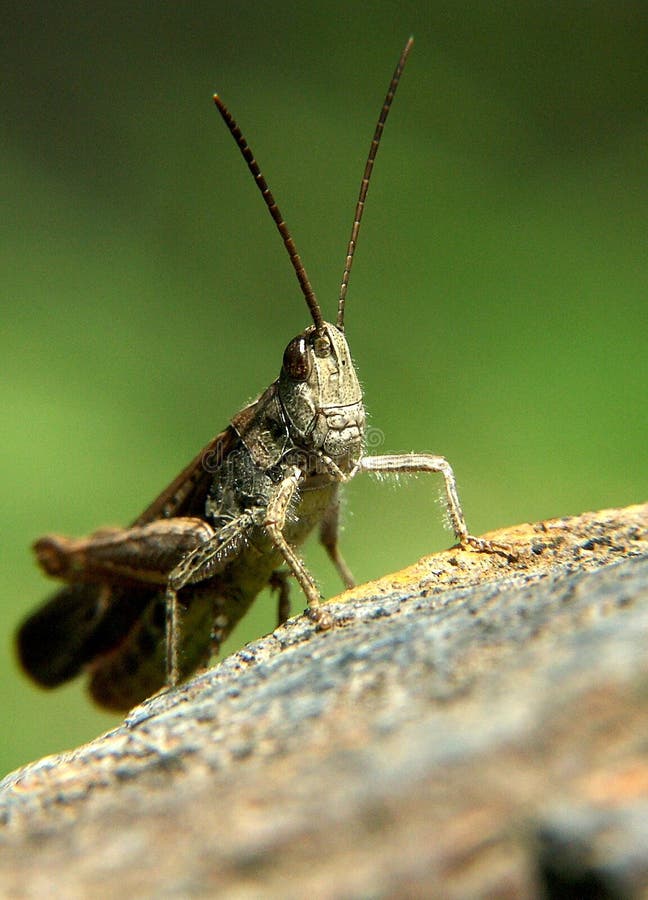 Grass-hopper stock photo. Image of grey, ground, animal - 11780994