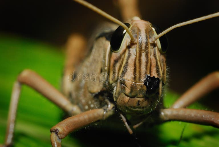 Grass hopper stock photo. Image of brown, hopper, small - 13059626