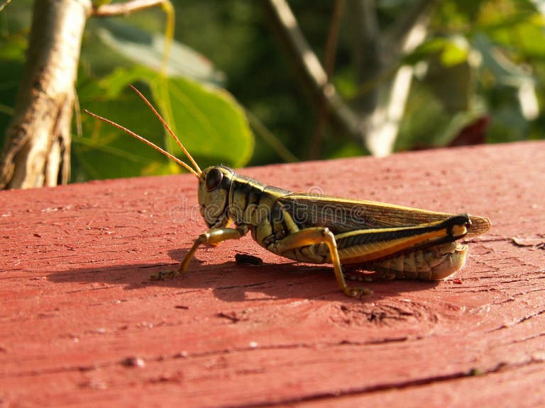 19,389 Hopper Picture Stock Photos - Free & Royalty-Free Stock Photos ...