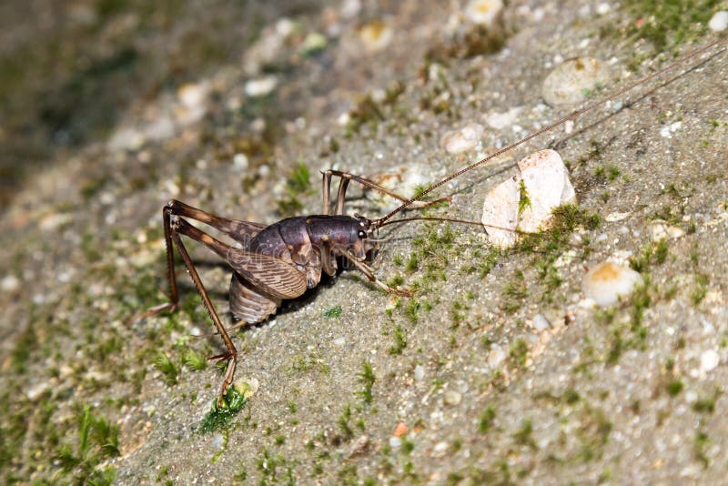 Grass hopper stock photo. Image of night, wildlife, insect - 72562328