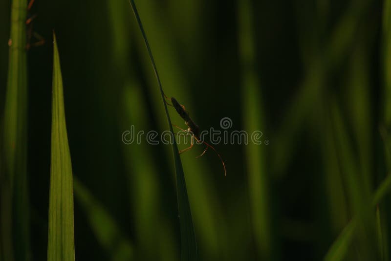 A grass hopper on a plant. stock photo. Image of nature - 201514316