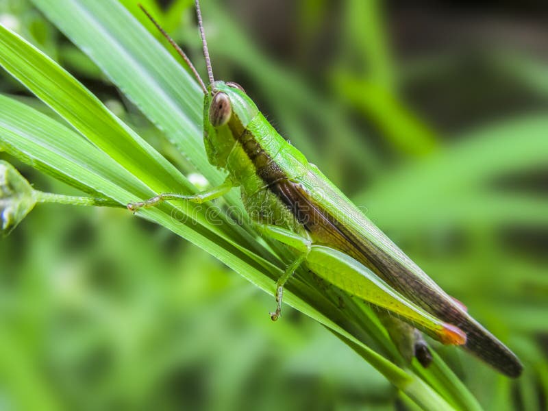 Grass hopper stock image. Image of legs, hopper, vegetation - 44965621