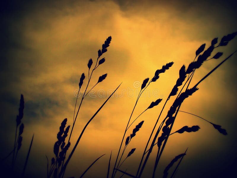 Grass in hot haze stock photo. Image of power, haze - 118730700