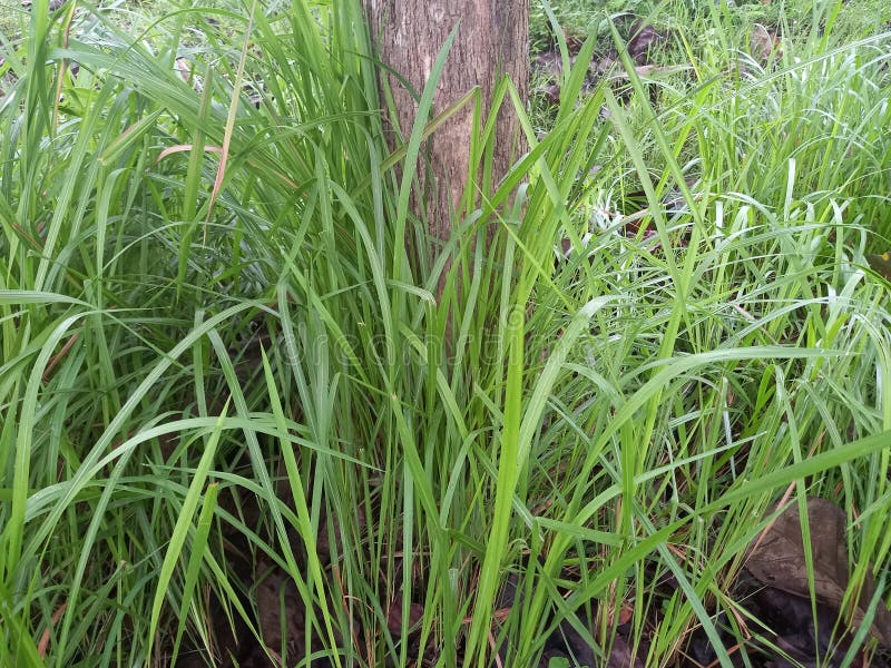Grass ilalang oaks stock image. Image of ilalang, prairie - 243099459