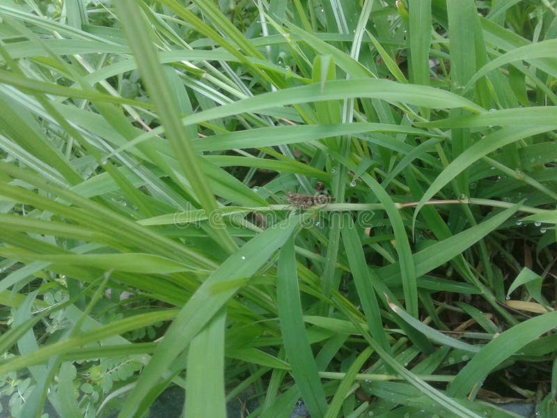 Grass and Insect in Tropical Area Stock Photo - Image of tropic, grass ...