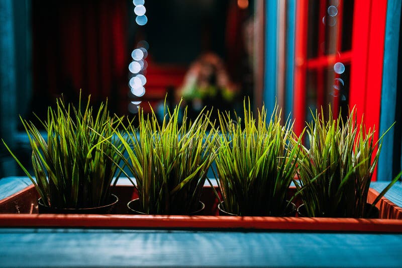 Grass in the interior. stock photo. Image of indoors - 142416874