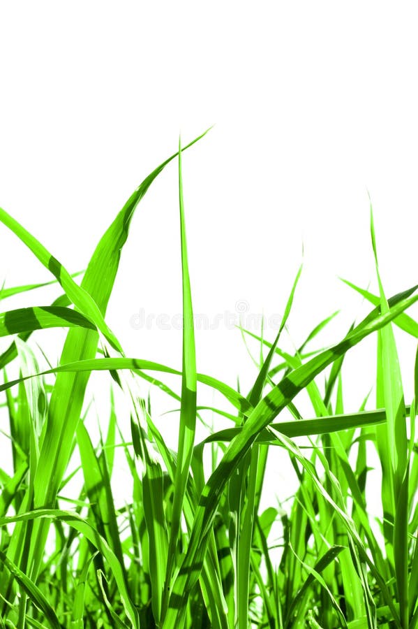 Grass isolated stock image. Image of lawn, growth, grass - 12135615