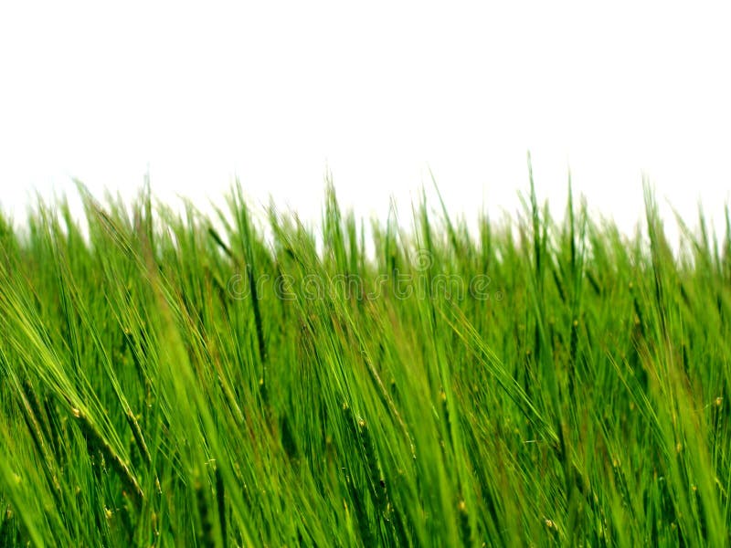Seamless Isolated Grass stock photo. Image of seamless - 26125176