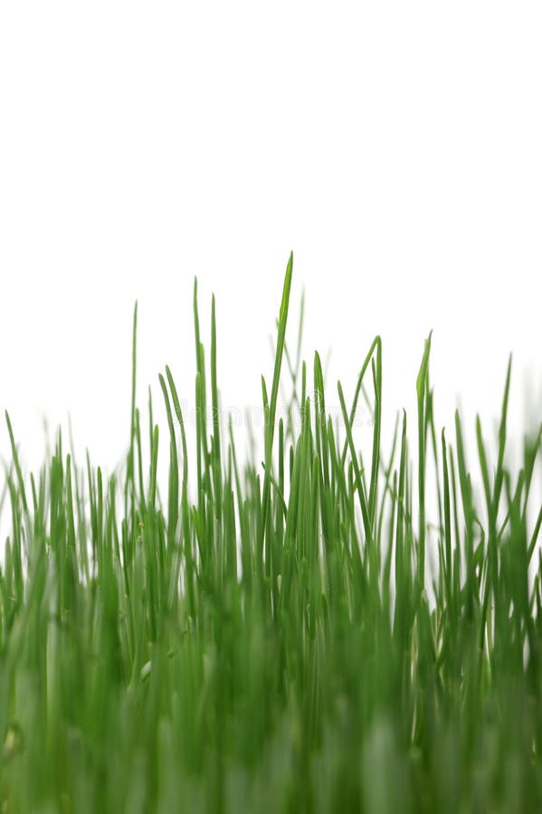 Grass isolated stock image. Image of closeup, macro, isolated - 22799369
