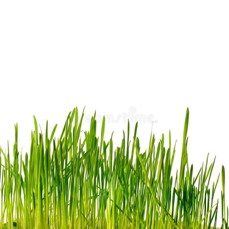 Grass isolated stock photo. Image of neat, meadow, beautiful - 23524812