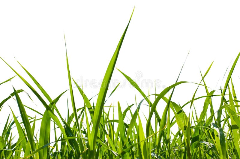 Grass isolated stock photo. Image of upgrowth, agriculture - 6652226