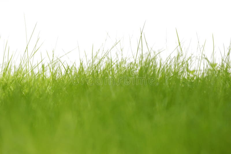 Grass isolated stock image. Image of plant, nature, isolated - 31314467