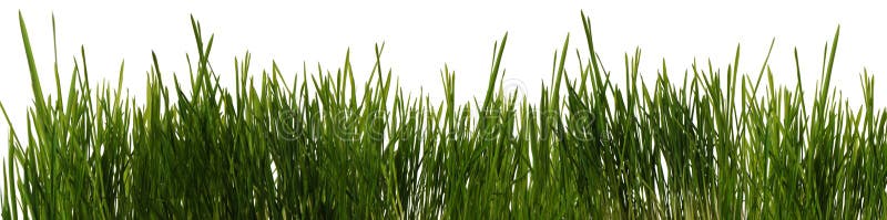 Grass stock image. Image of vegetation, close, white - 30316489