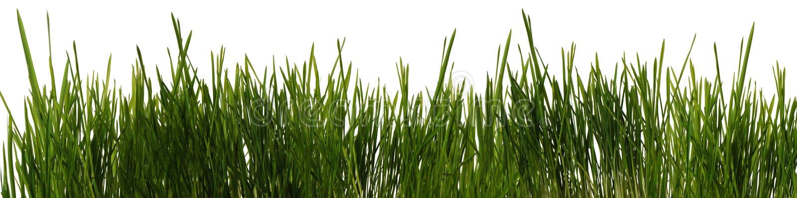 Grass Isolated on White stock image. Image of background - 113762411
