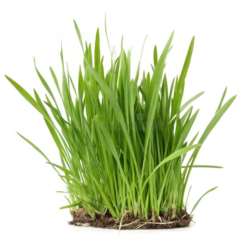 Grass Isolated on Transparent Background Stock Illustration ...