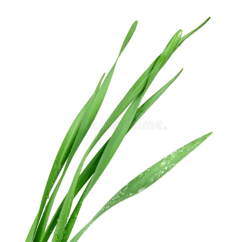 Grass isolated on white stock photo. Image of garden - 40248294