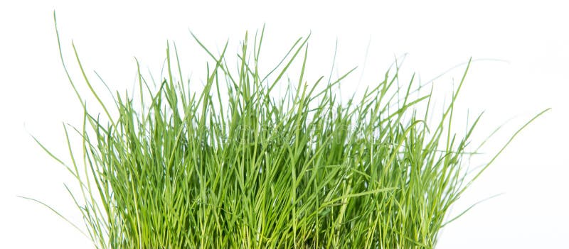 Grass Isolated on White (side View) Stock Image - Image of horizontal ...