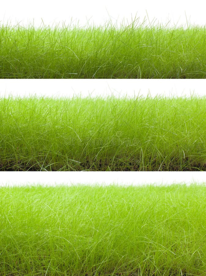 Grass stock photo. Image of pasture, environment, abstract - 30831972