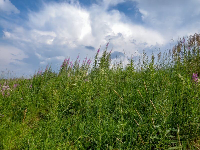 Large grass field stock photo. Image of medicinal, grow - 133156438