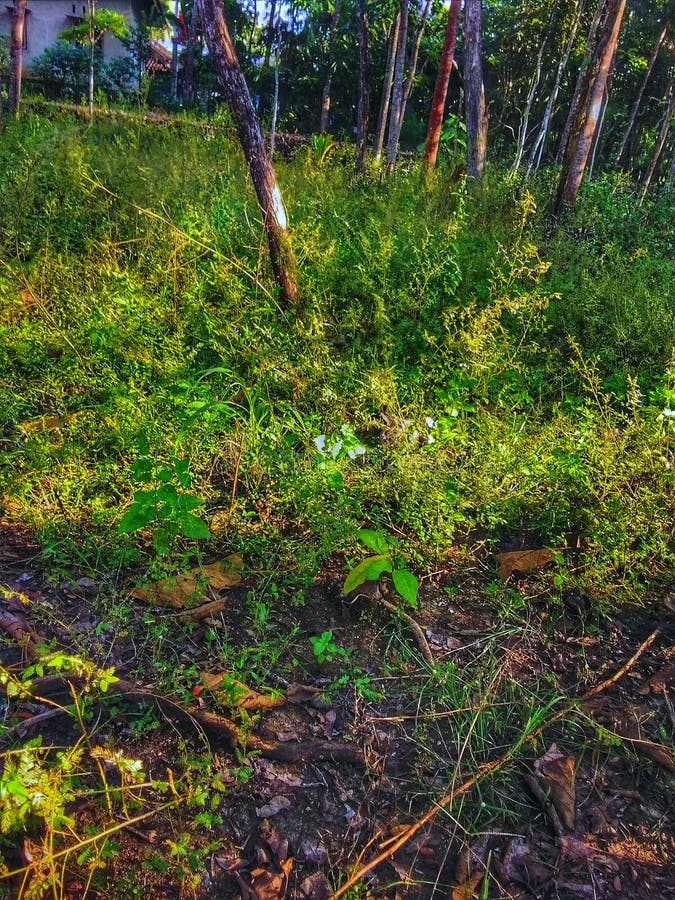 Grass in jati forest stock photo. Image of natural, forest - 288115176