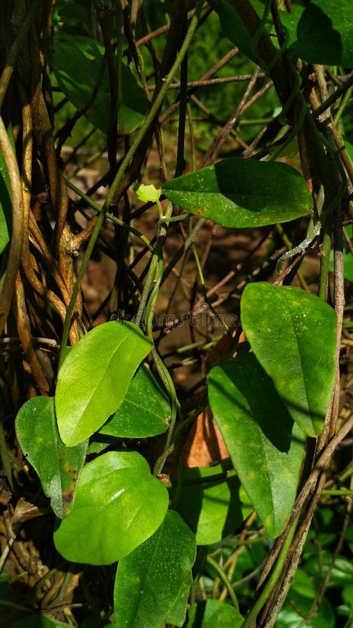 Grass jelly leaves stock photo. Image of jelly, nature - 186318904