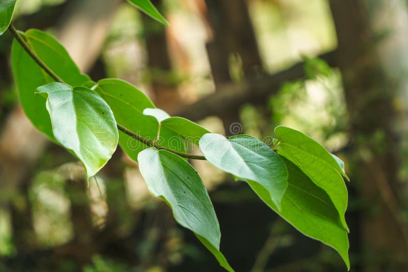 Grass Jelly Leaves Cincao Tree Stock Photo - Image of delicious ...