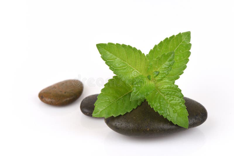 Grass Jelly ( Mesona Chinensis),trees. Stock Photo - Image of jelly ...