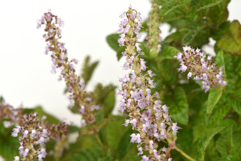 Grass Jelly ( Mesona Chinensis),trees. Stock Photo - Image of jelly ...